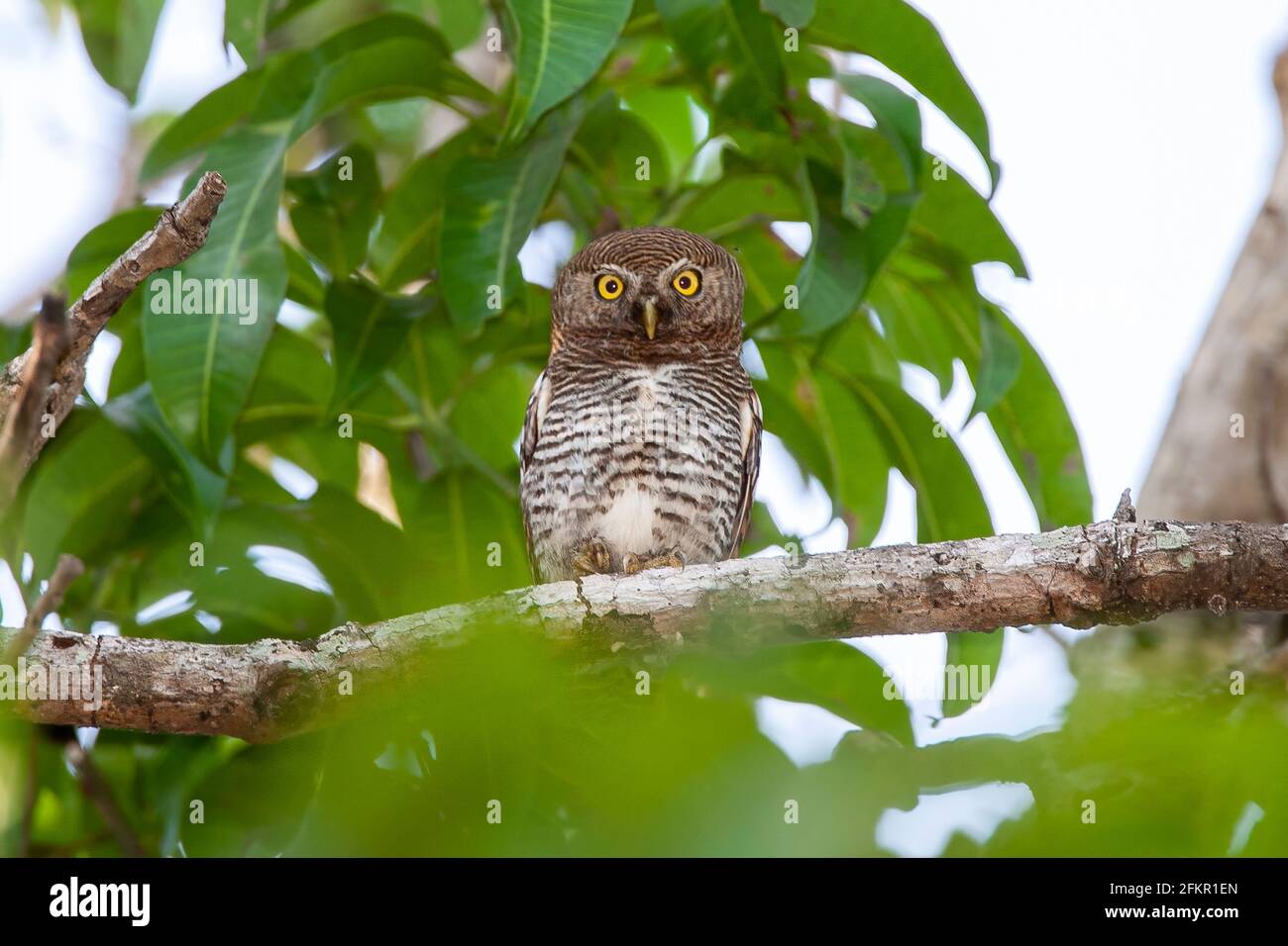 barred jungle owlet or jungle owlet, owl, Glaucidium radiatum, single ...