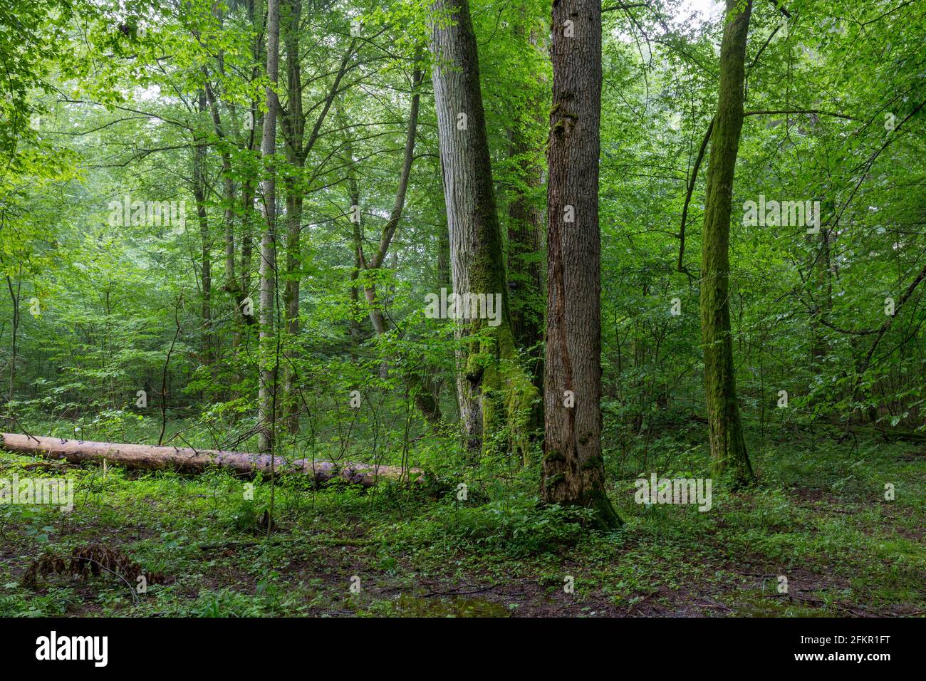 Natural deciduous tree stand with old maple trees and hornbeam around ...