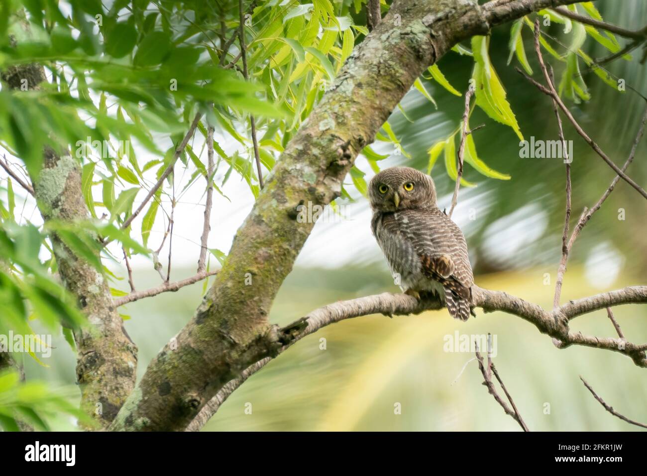 barred jungle owlet or jungle owlet, owl, Glaucidium radiatum, single ...
