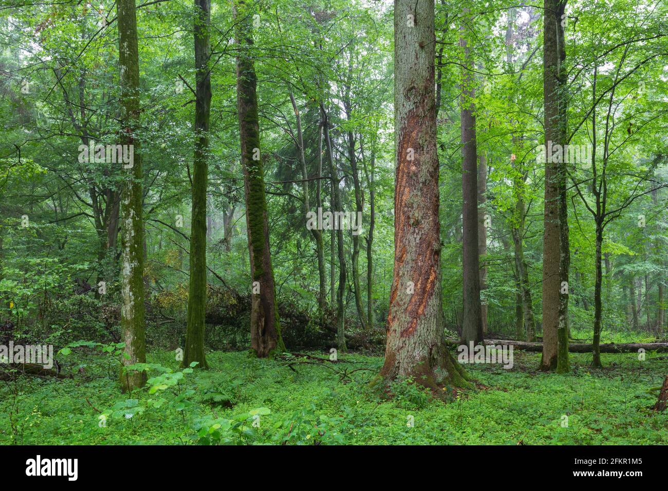 Natural deciduous tree stand with old spruce trees in background and ...