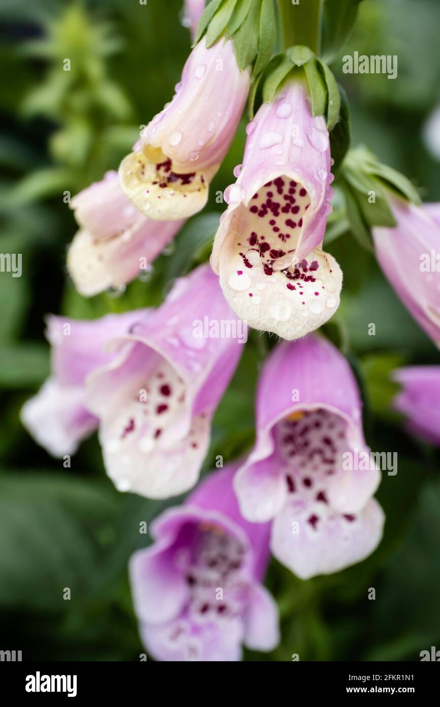 Pink Digitalis Purpurea or Common Foxglove flower with water droplets ...