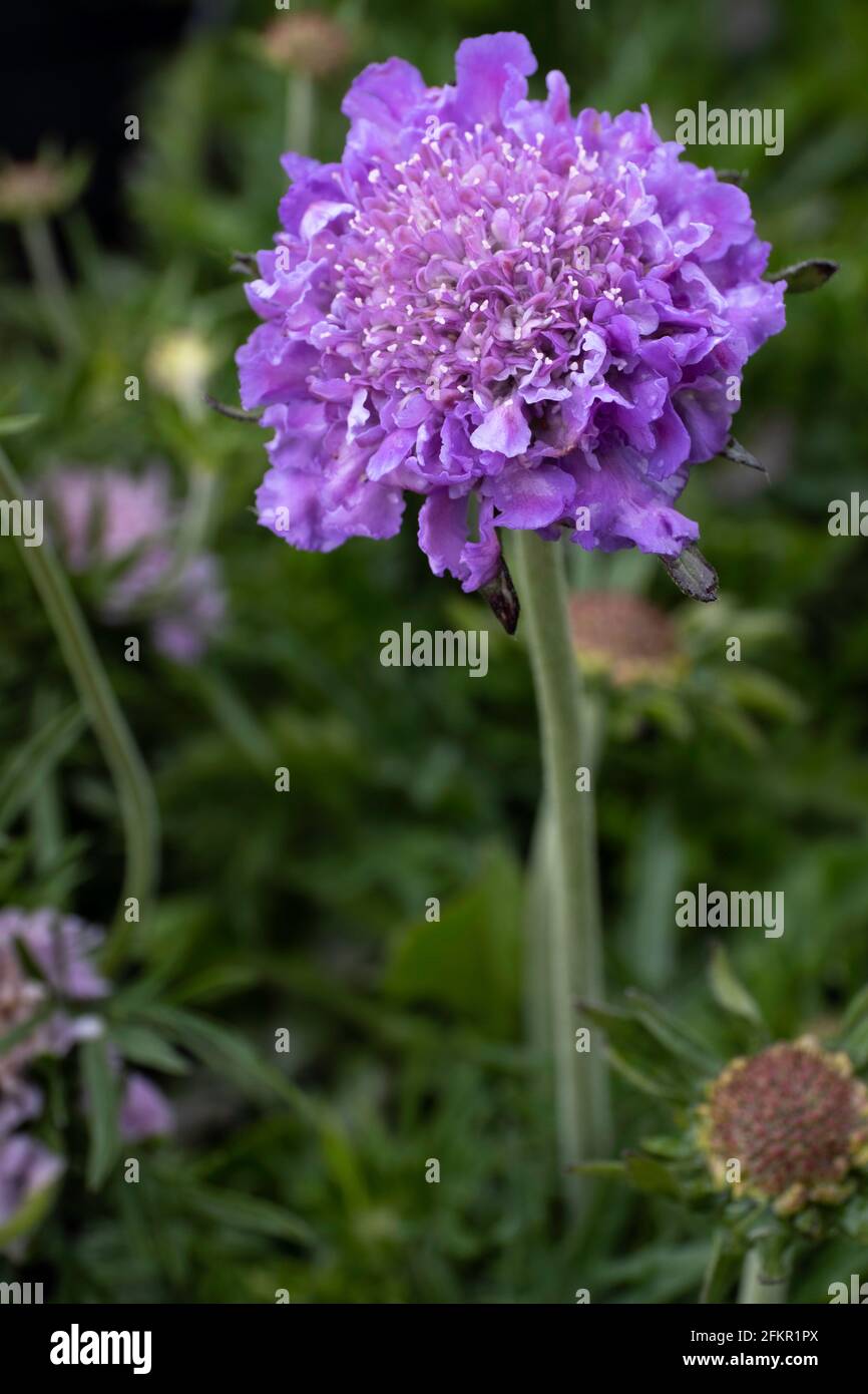 Purple pincushion hi-res stock photography and images - Alamy
