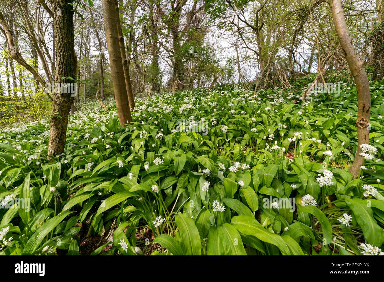 Flowering wild garlic in forest hi-res stock photography and images - Alamy