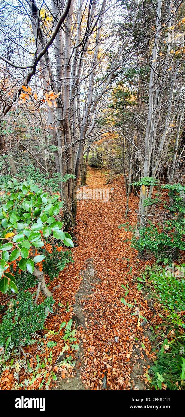 Vertical shot of a narrow path through trees in a forest on an autumn ...