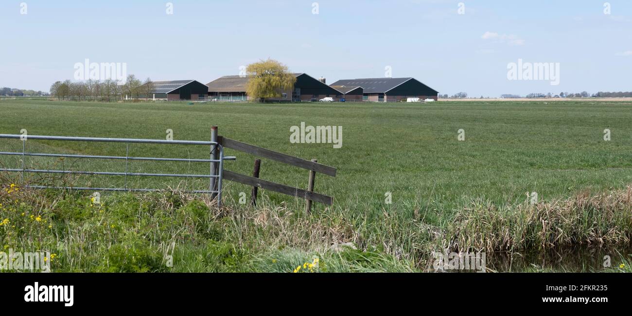 Farm with modern stables for dairy cattle in the flat meadow landscape ...