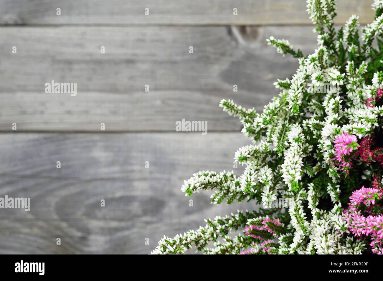 Blossom heather flowers on hi-res stock photography and images - Alamy