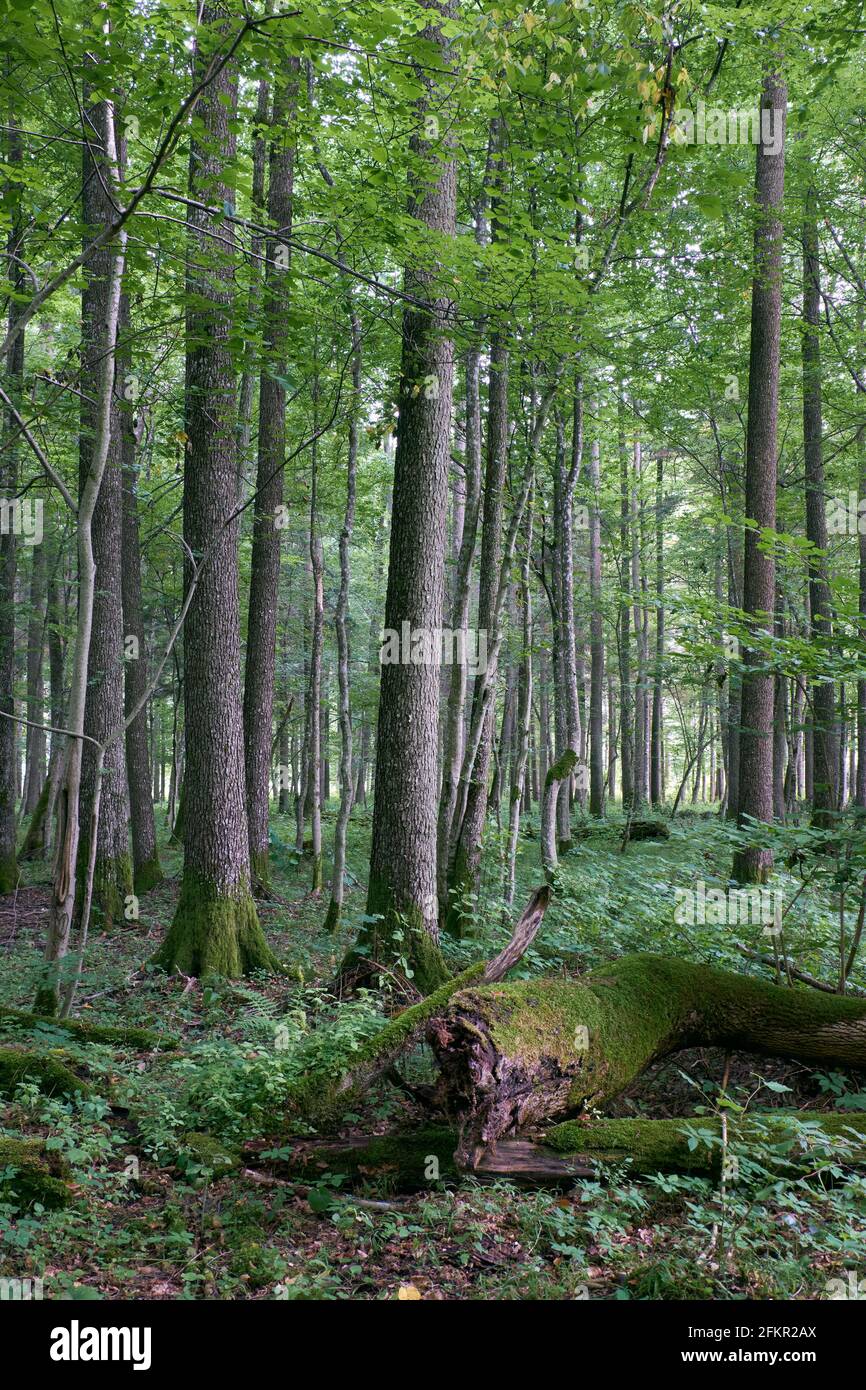 Dead ash tree hi-res stock photography and images - Alamy