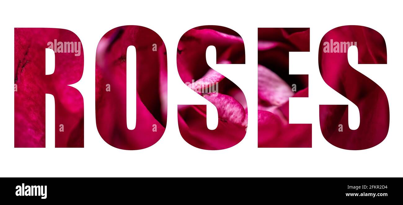 An image of a rose forming the word Roses on a whie background Stock ...