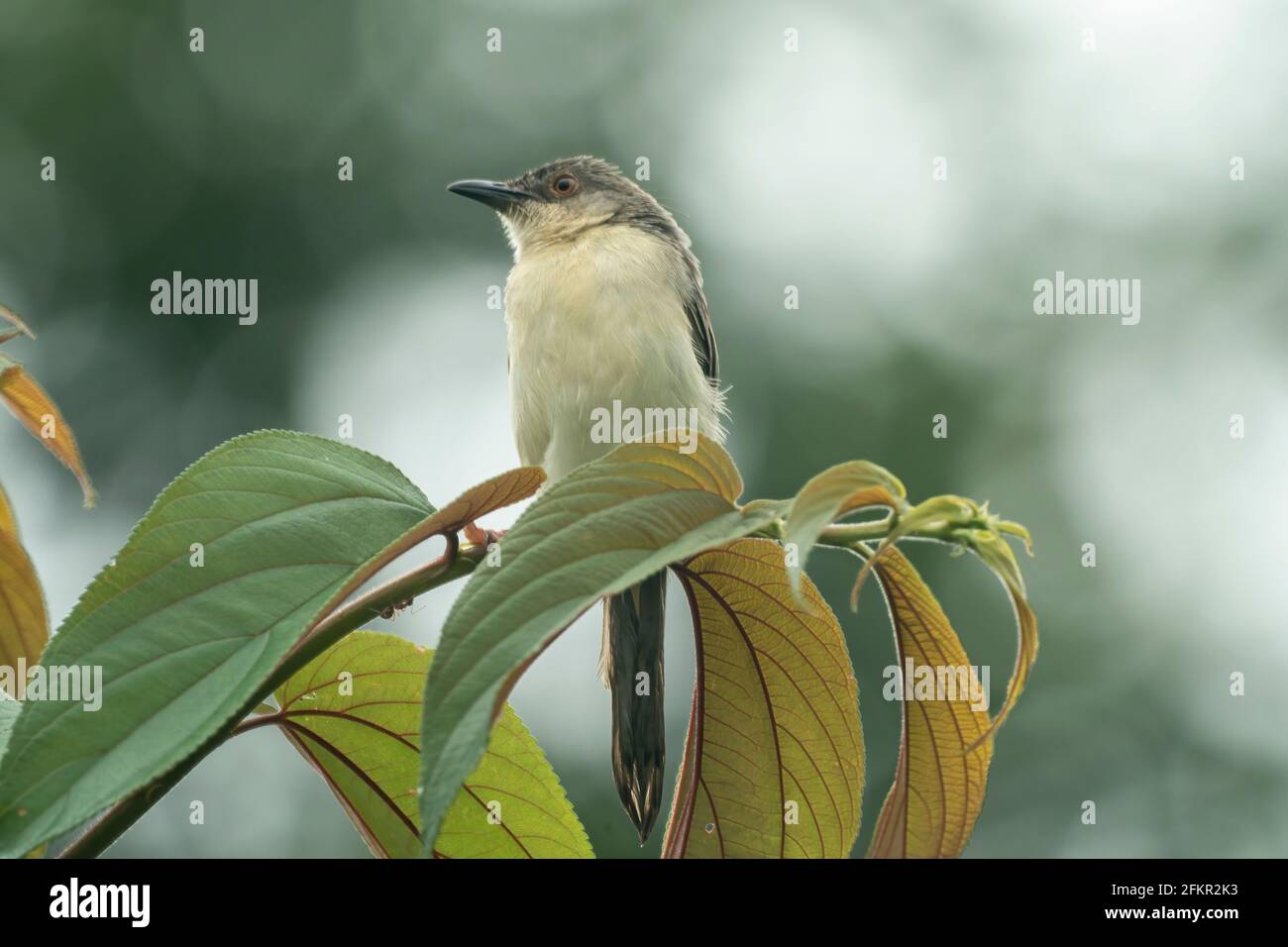 jungle prinia, Prinia sylvatica, single adult perched on branch of tree ...