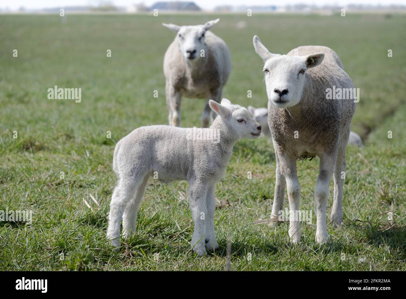 Tender Of Sheep High Resolution Stock Photography and Images - Alamy