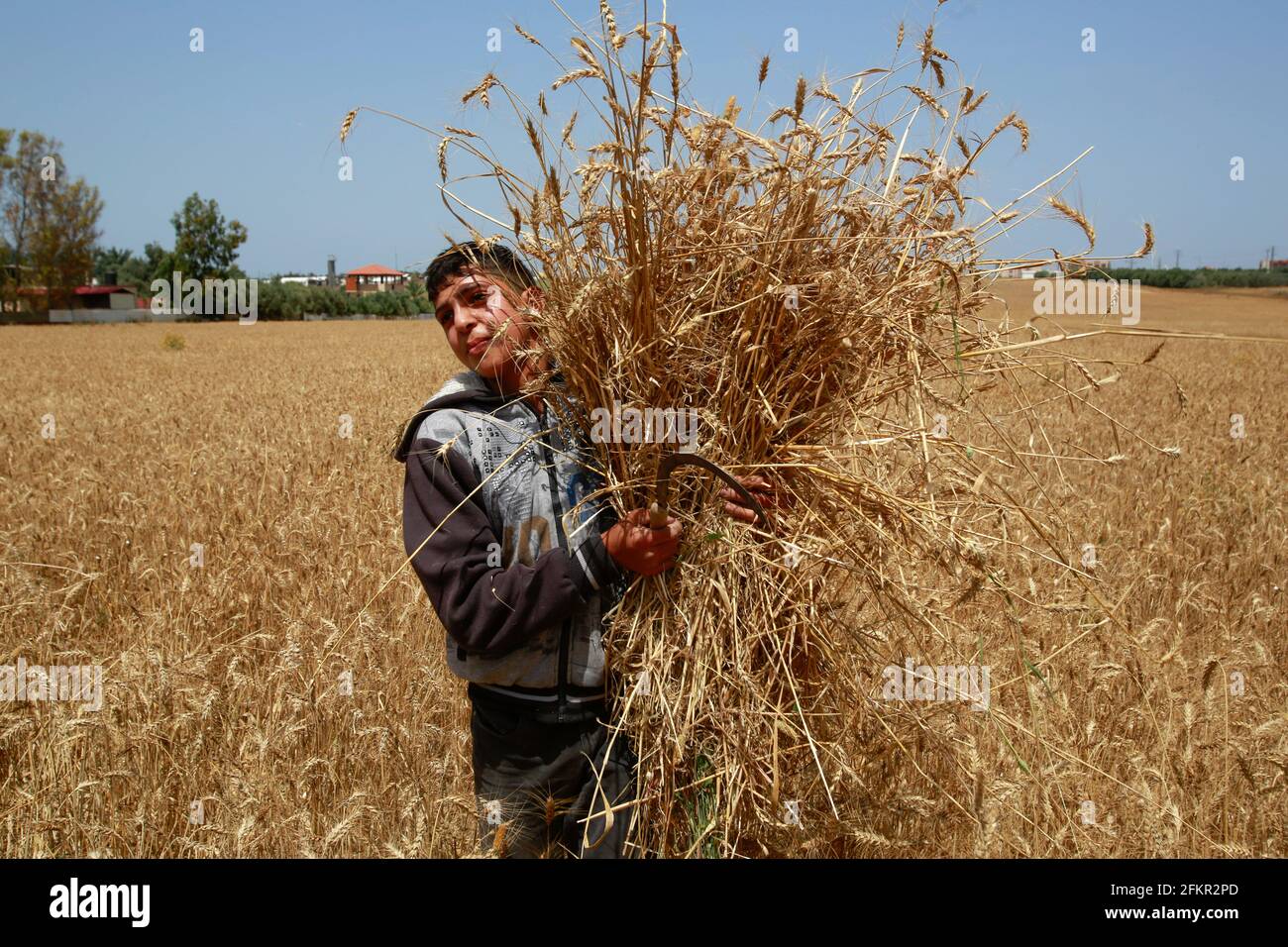 Palestinian farmer carries the harvests of his wheat in a farmland. The ...