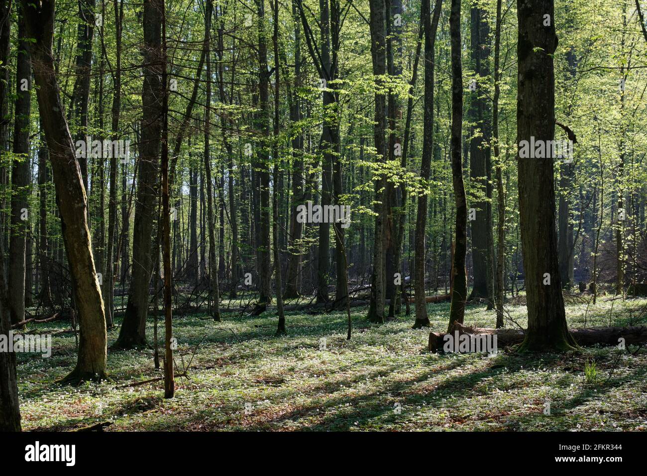 Temperate Deciduous Forest Oak Trees