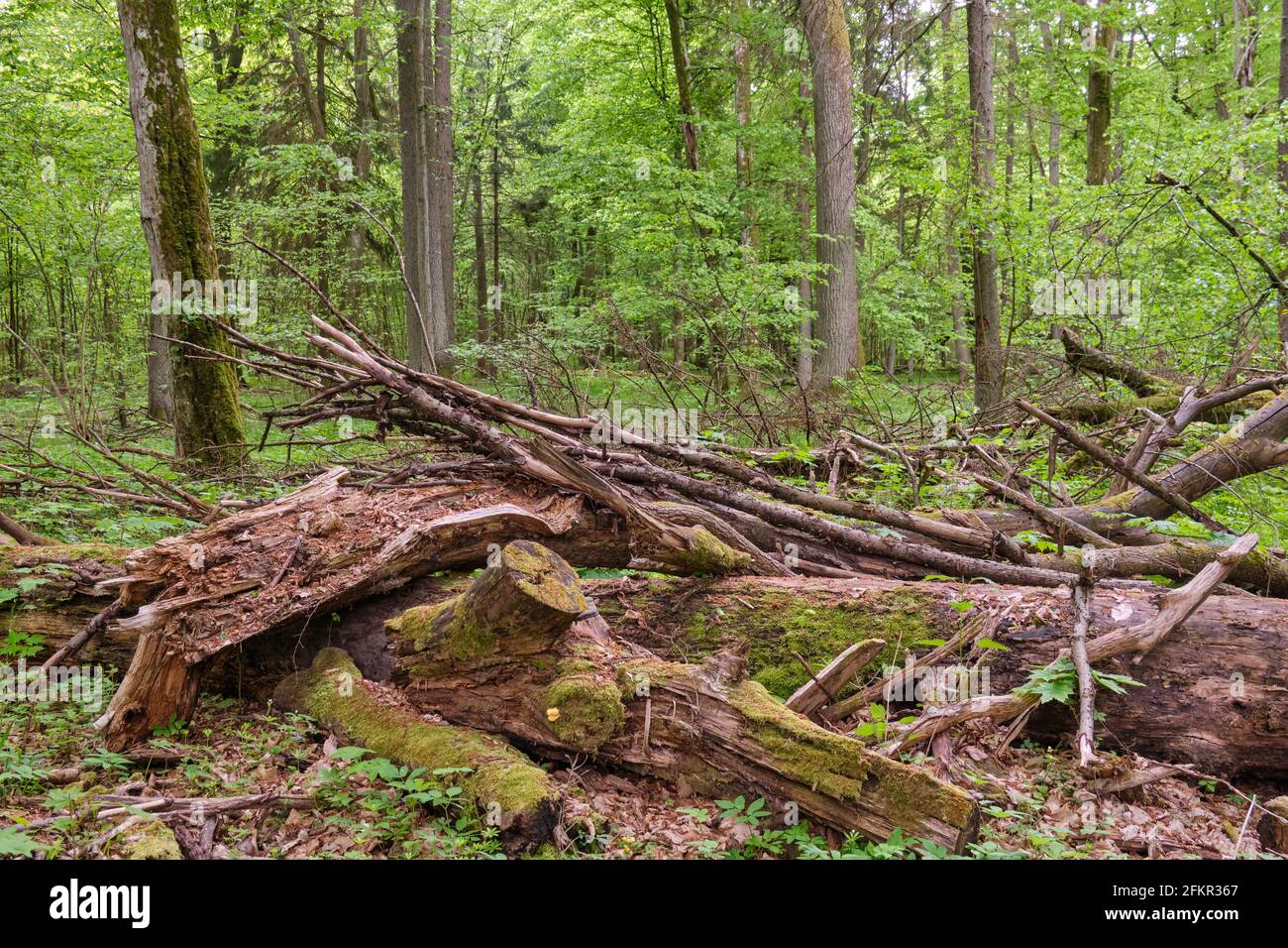 Rich deciduous stand in spring with broken oak tree in foreground ...