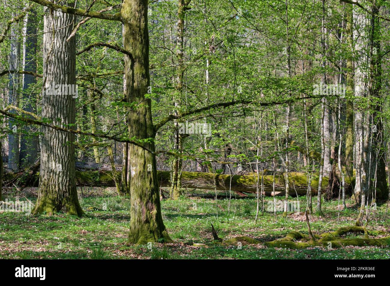 Temperate Deciduous Forest Europe