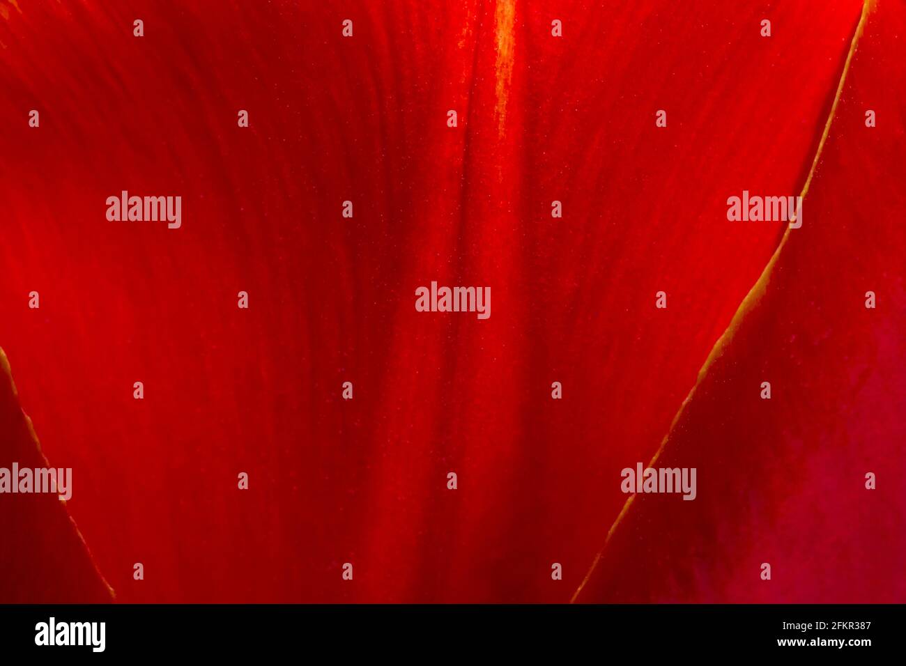 Petal texture hi-res stock photography and images - Alamy