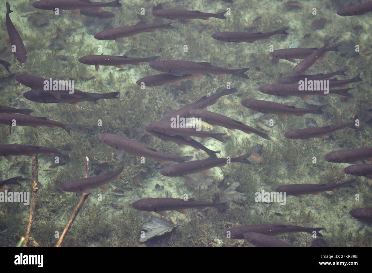 Gray fish swimming underwater Stock Photo - Alamy