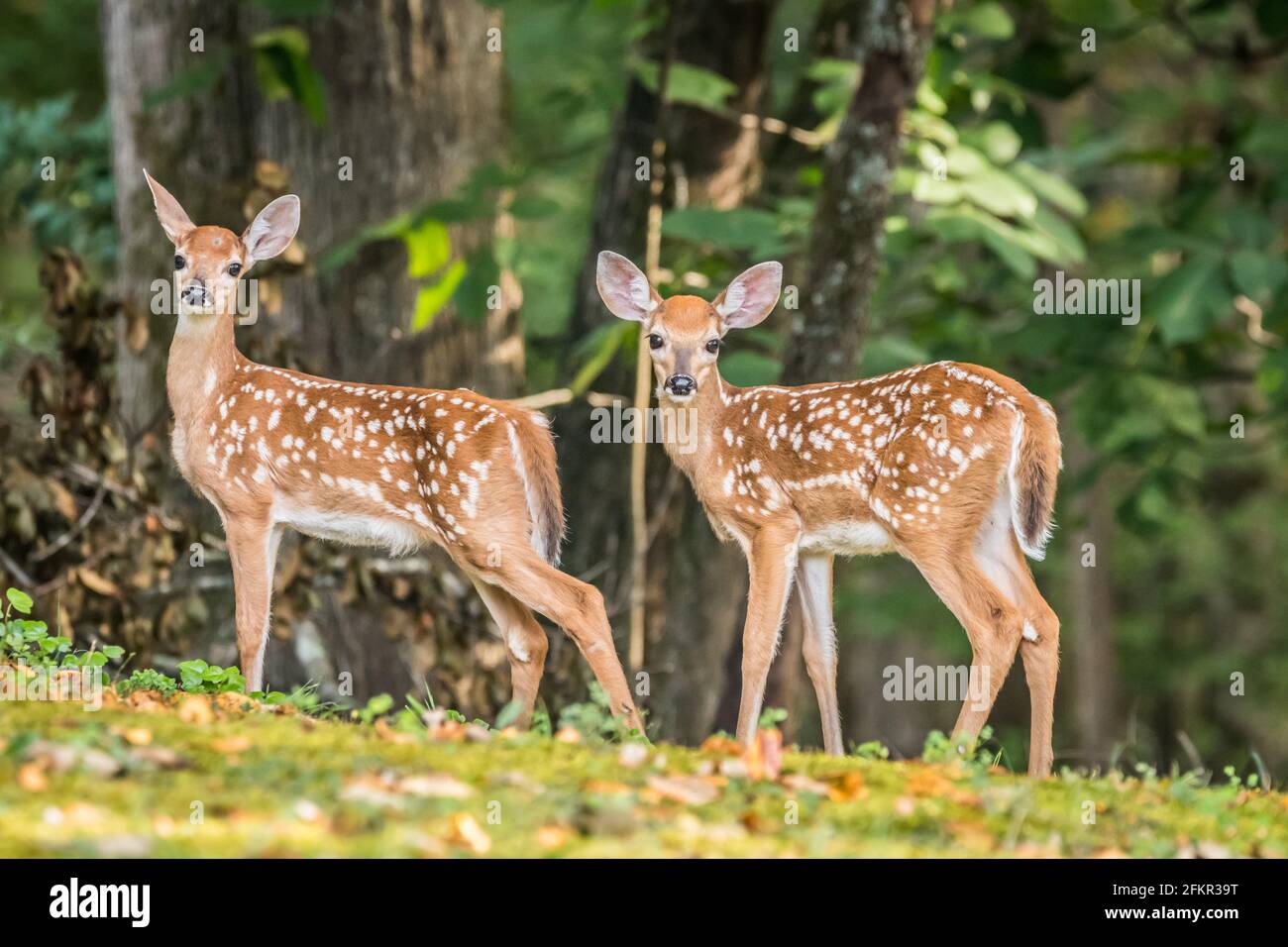 Two baby deer standing still hi-res stock photography and images - Alamy