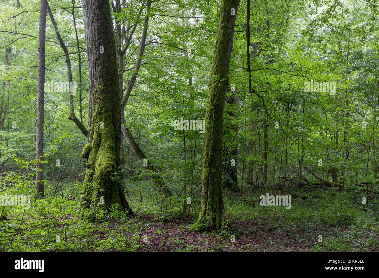 Natural deciduous tree stand with old lindwn trees and hornbeam around ...
