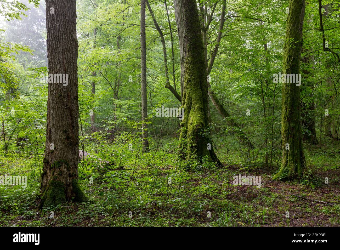 Natural deciduous tree stand with old lindwn trees and hornbeam around ...
