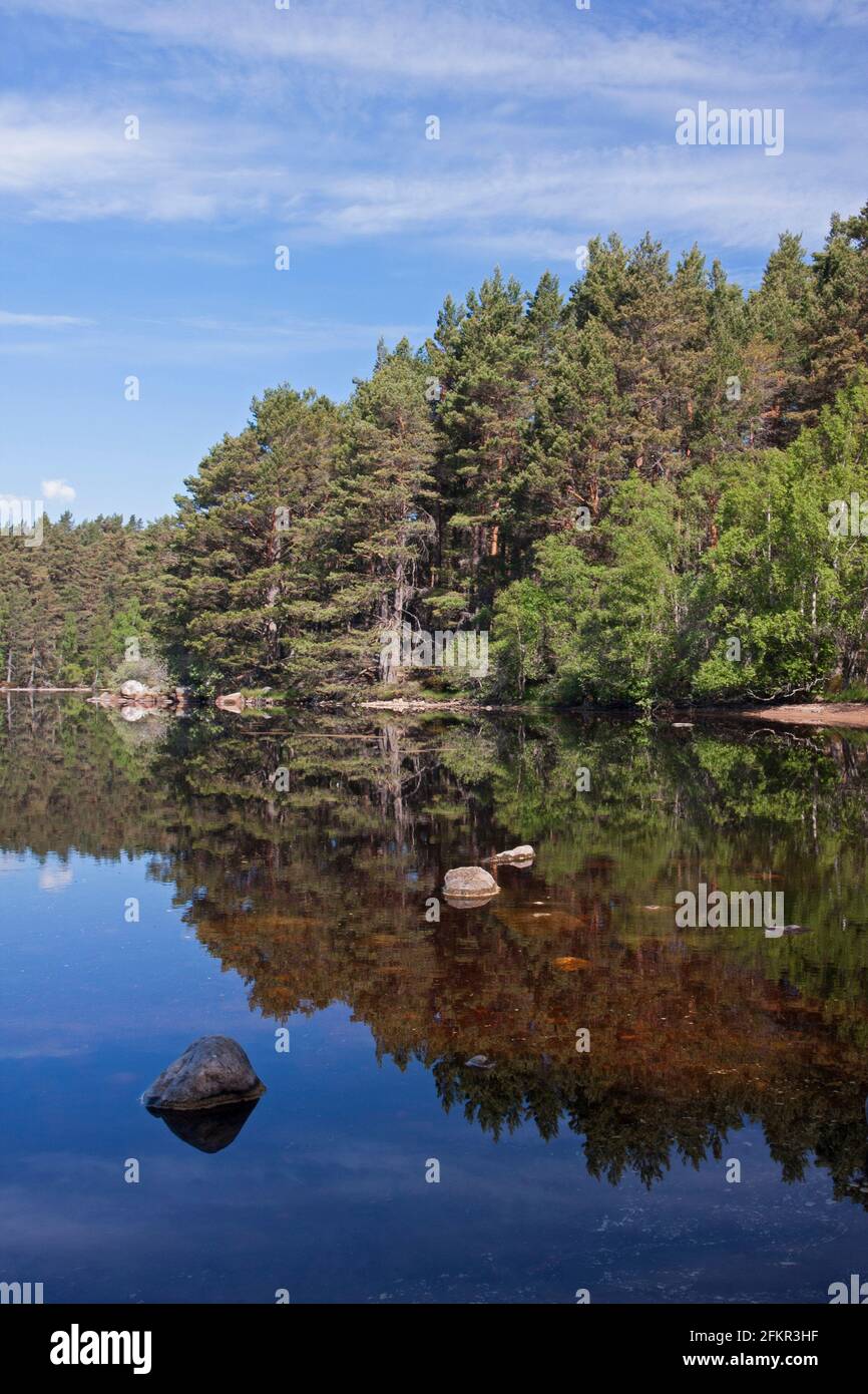 Trees reflected in Loch Garten, Scotland, UK Stock Photo - Alamy