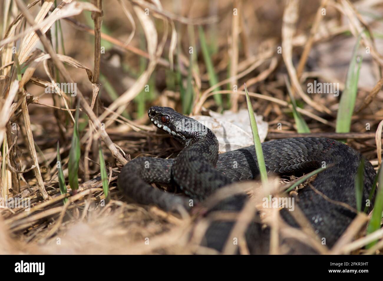 Huggorm hi-res stock photography and images - Alamy