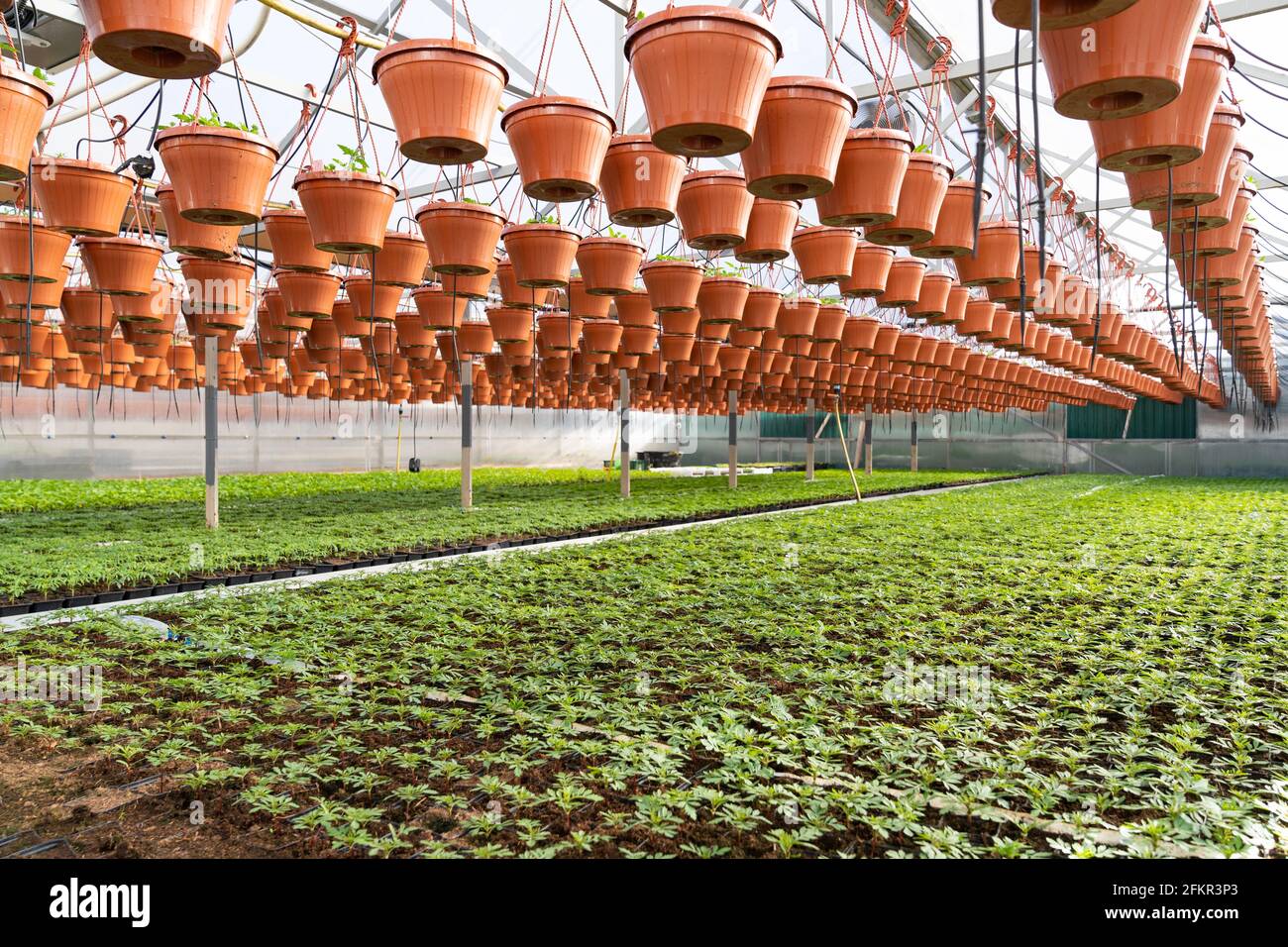 Greenhouse: hothouse with seedling grow in plant nursery. Agriculture ...