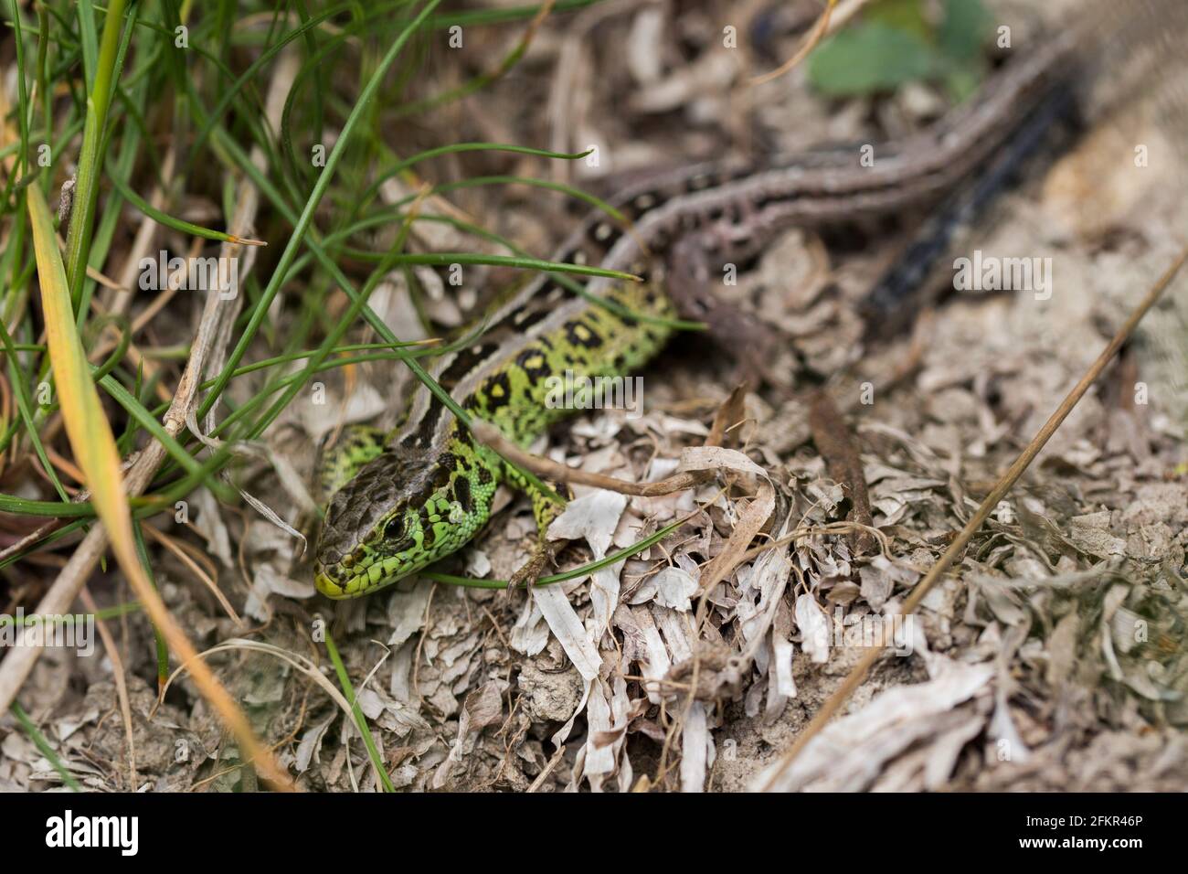 Sandodla hi-res stock photography and images - Alamy