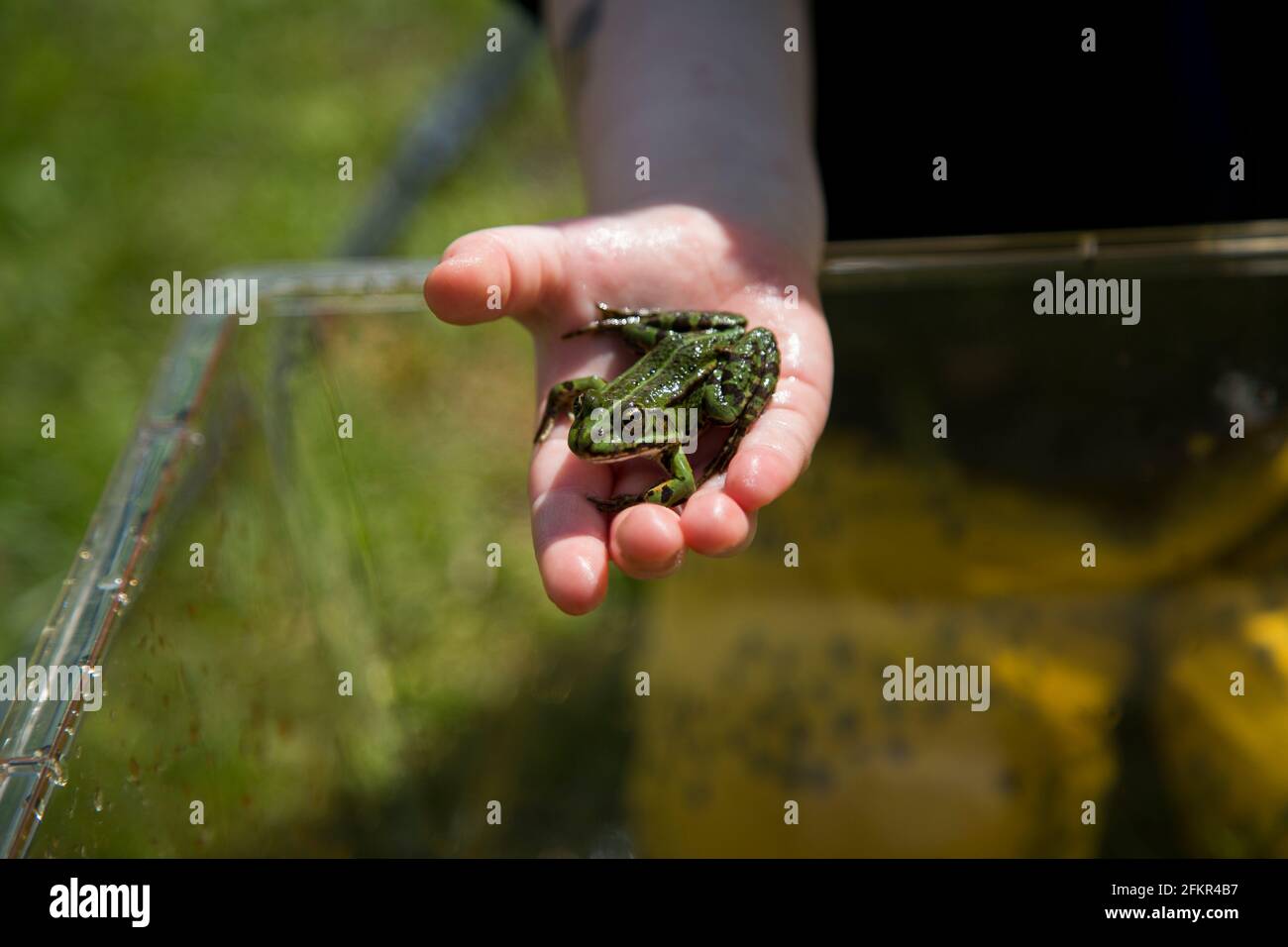 Frog in childs hand Stock Photo - Alamy