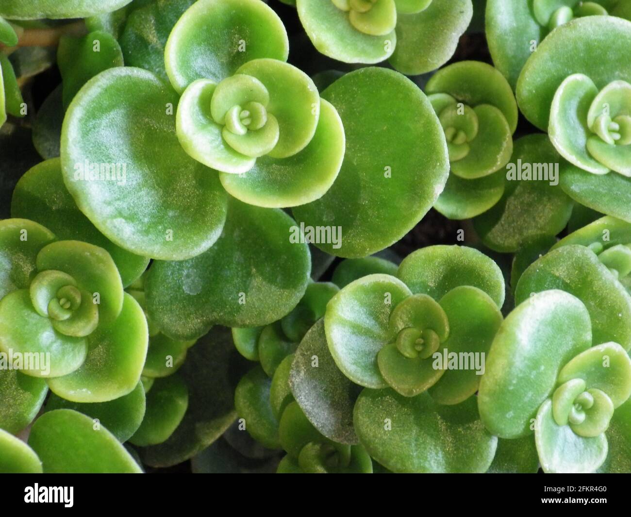 Top view of green sedum tetractinum plant Stock Photo - Alamy