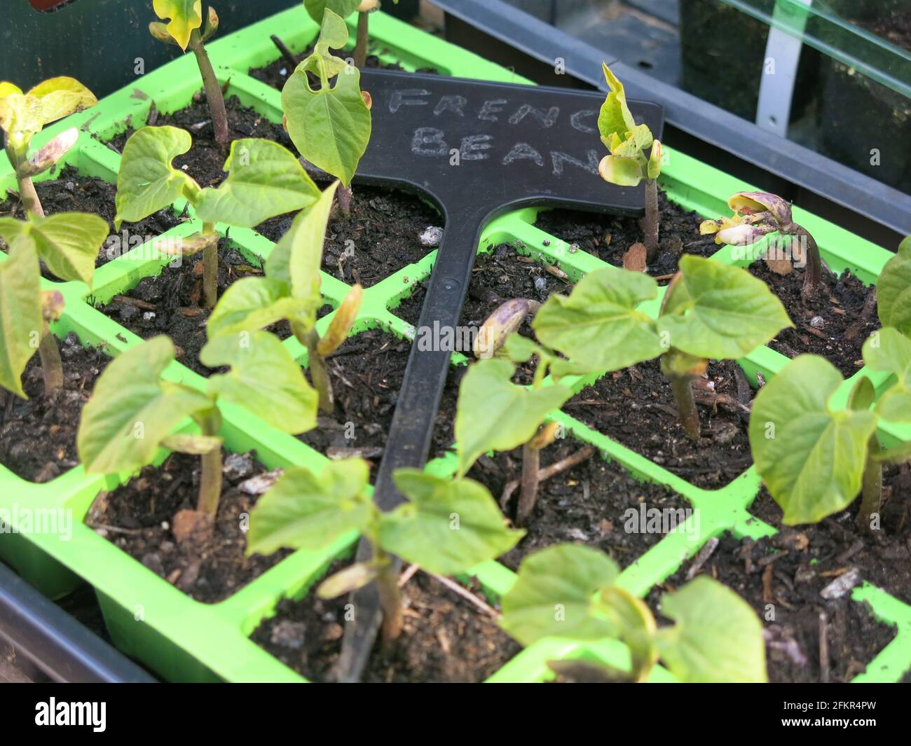 Pricking out seedlings hi-res stock photography and images - Alamy