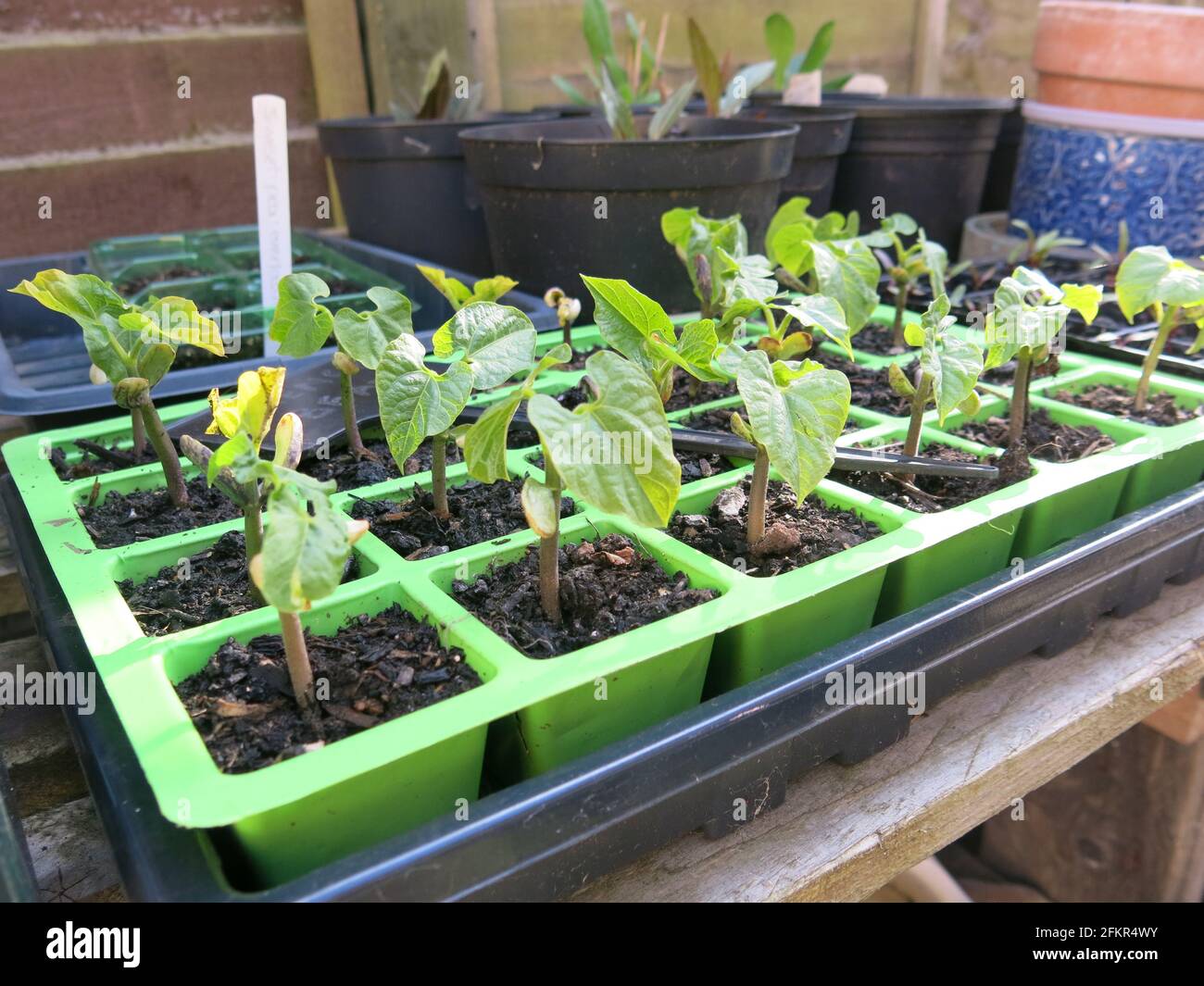 Green seed tray with individual modules of French Bean plants, their ...