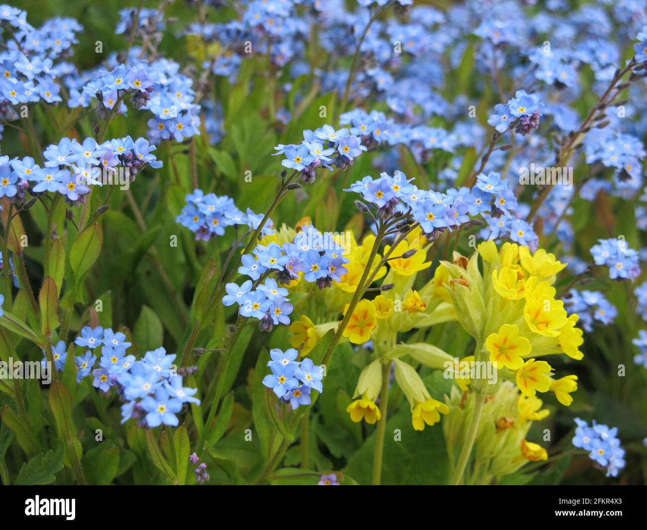 Clouds of frothy blue myosotis, or forget-me-nots, contrast with the ...