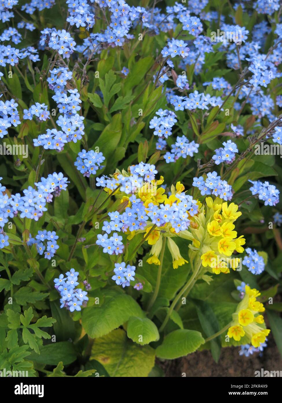 Clouds of frothy blue myosotis, or forget-me-nots, contrast with the ...