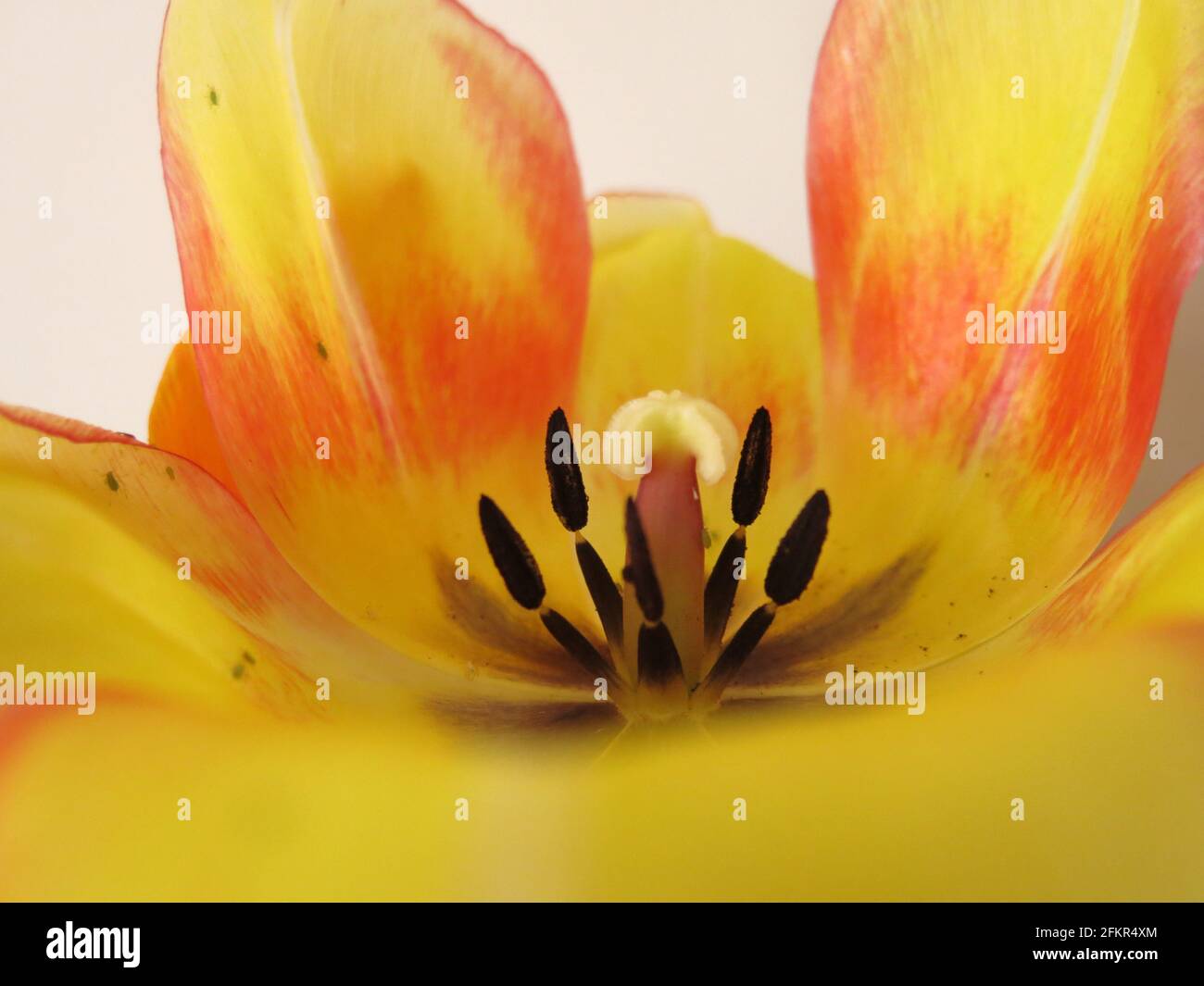 Tulip Fire High Resolution Stock Photography and Images - Alamy