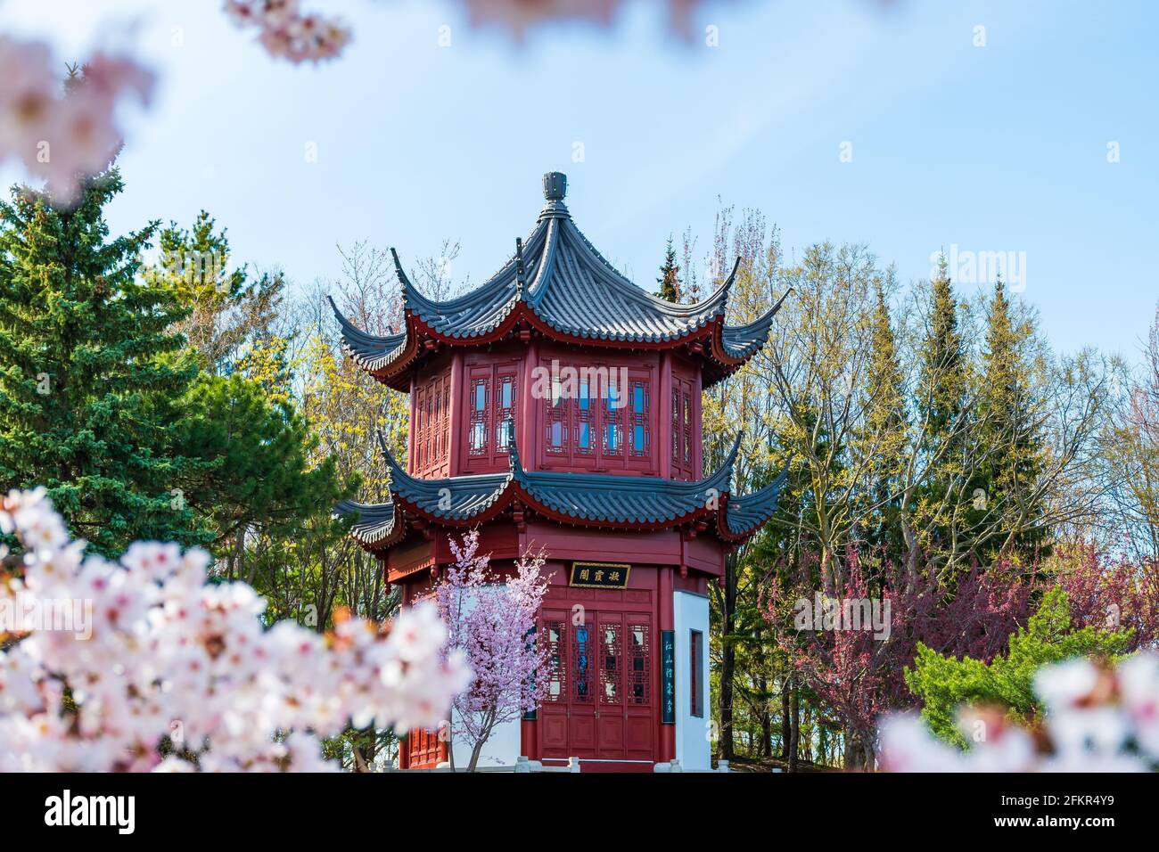 Spring view of a chinese pagoda surrounded by cherry blossom flowers ...