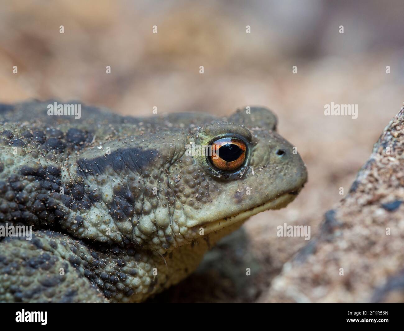 Close up common toad hi-res stock photography and images - Alamy