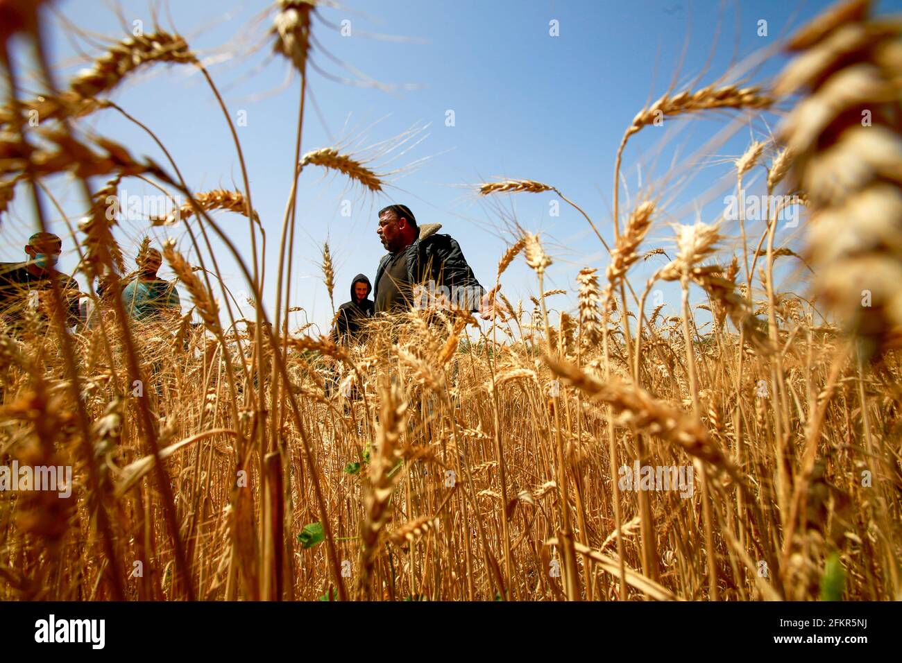 Gaza, Palestine. 03rd May, 2021. Palestinian farmer harvests his wheat ...
