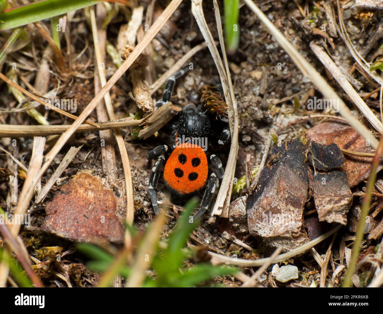 Lady bug spider hi-res stock photography and images - Alamy