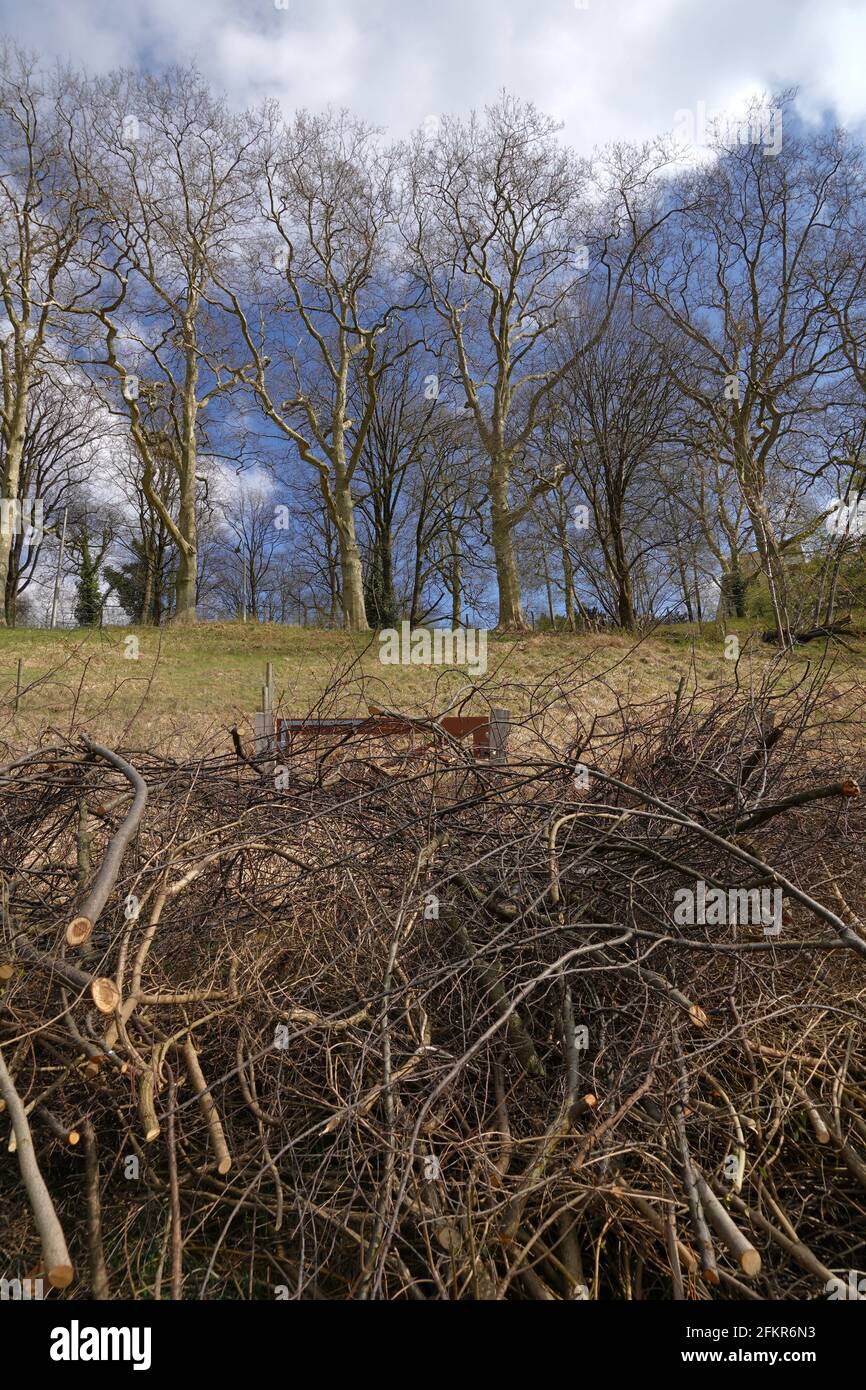 Row of big trees hi-res stock photography and images - Alamy