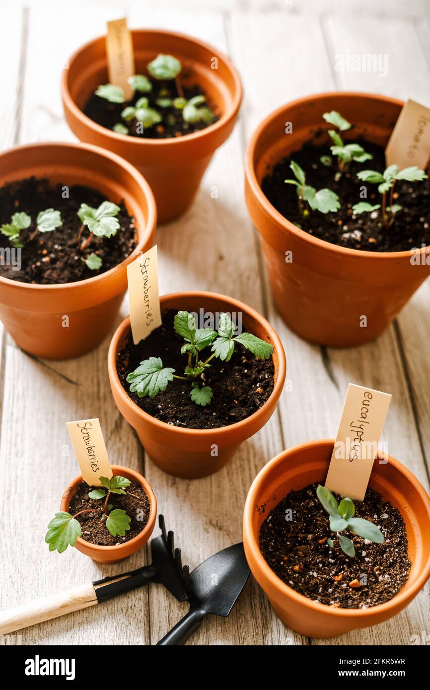 Seeding and potted plant Stock Photo - Alamy