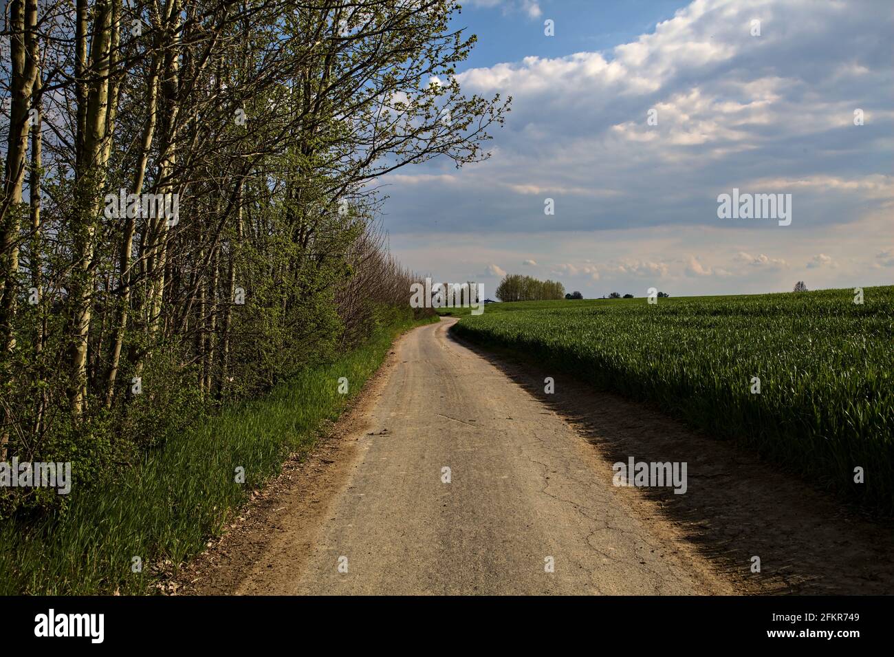 Road in the countryside bordered by a field and a row of trees Stock ...