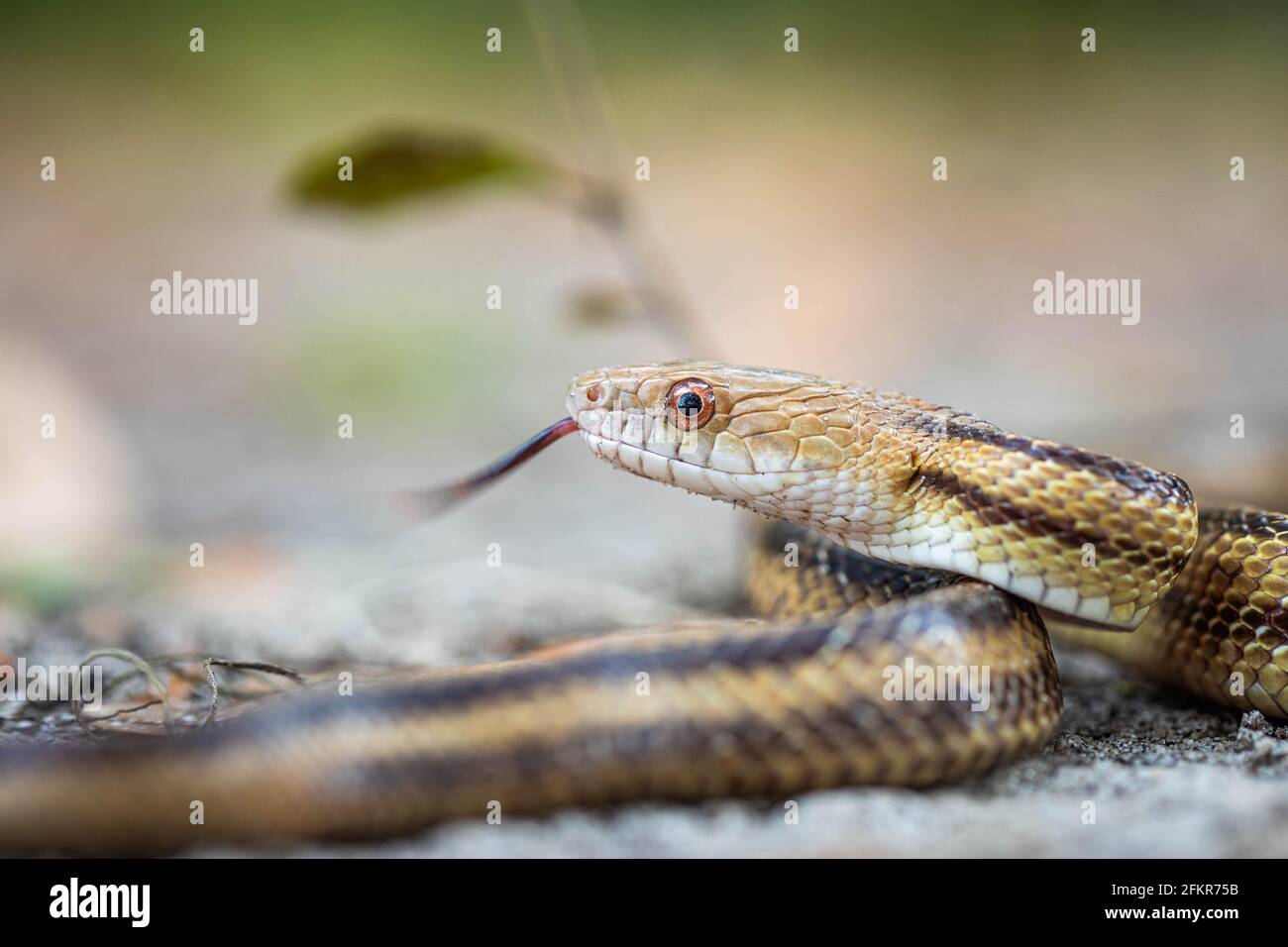 Isolated close up portrait of eastern yellow ratsnake on the ground ...