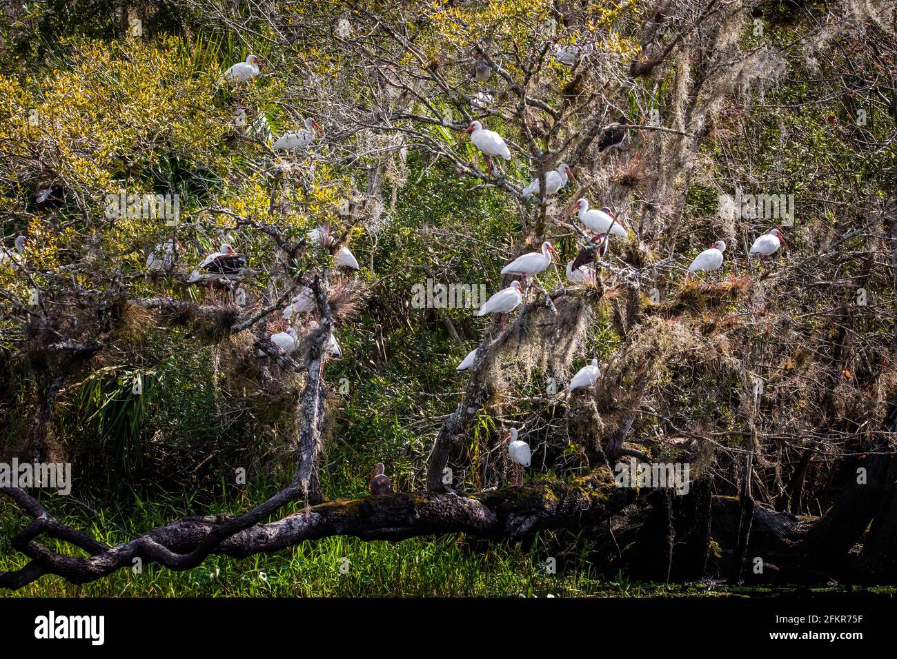 Many american Juvenile White Ibis on a tree in forest river Stock Photo ...
