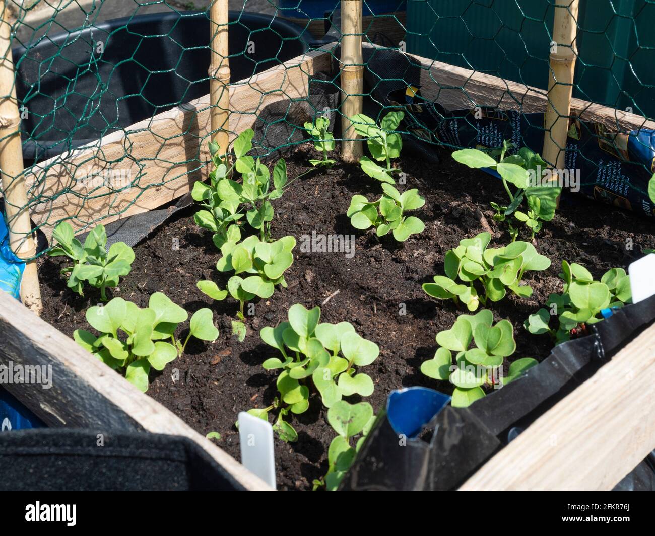 Container garden vegetables hi-res stock photography and images - Alamy
