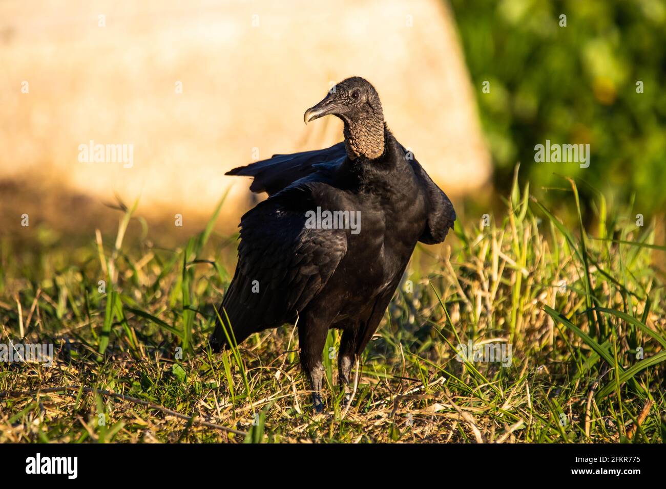 Close up portrait of black american vulture at sunlight alone Stock ...