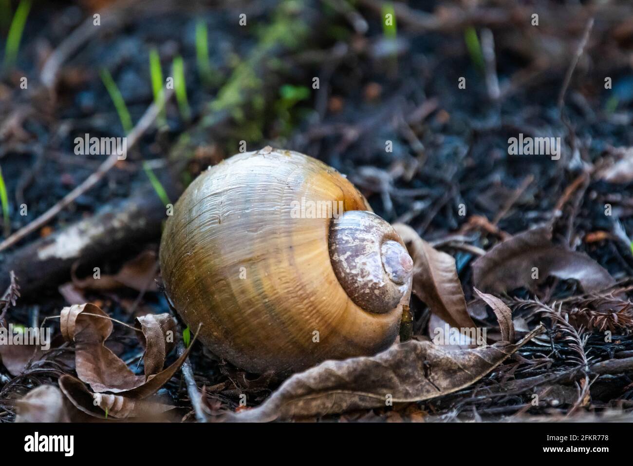 Big yellow snail shell alone in the forest Stock Photo - Alamy