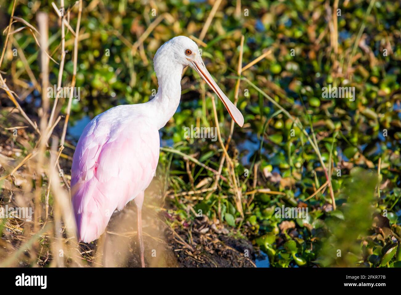 Cute pink Roseate spoonbill portrait in the swamp close up Stock Photo ...