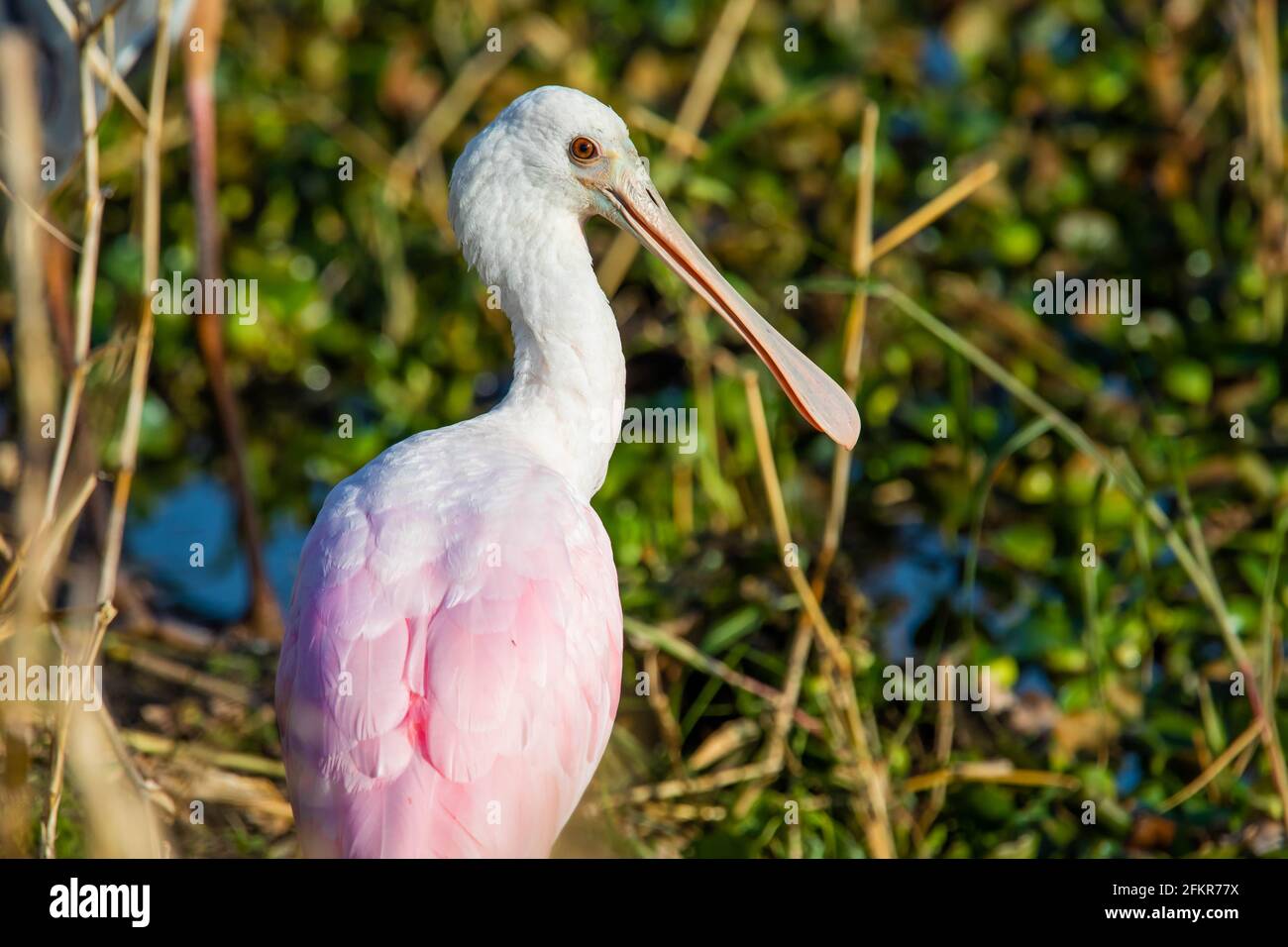Cute pink Roseate spoonbill portrait in the swamp close up Stock Photo ...