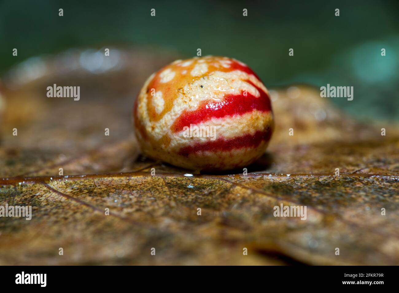 Cynips longiventris gall on oak leaf Stock Photo - Alamy