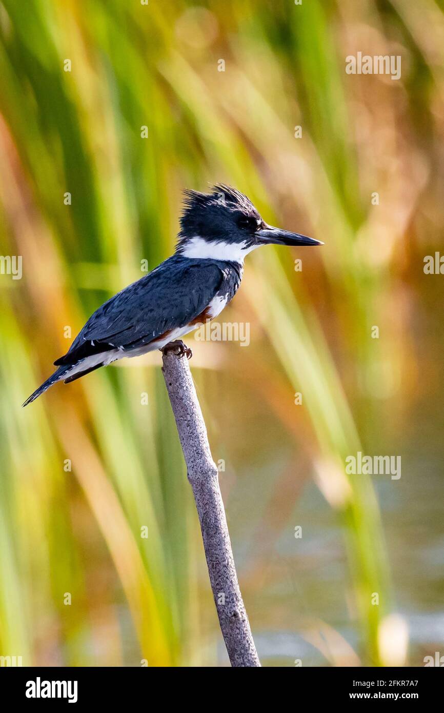 Bird at swamp hi-res stock photography and images - Alamy